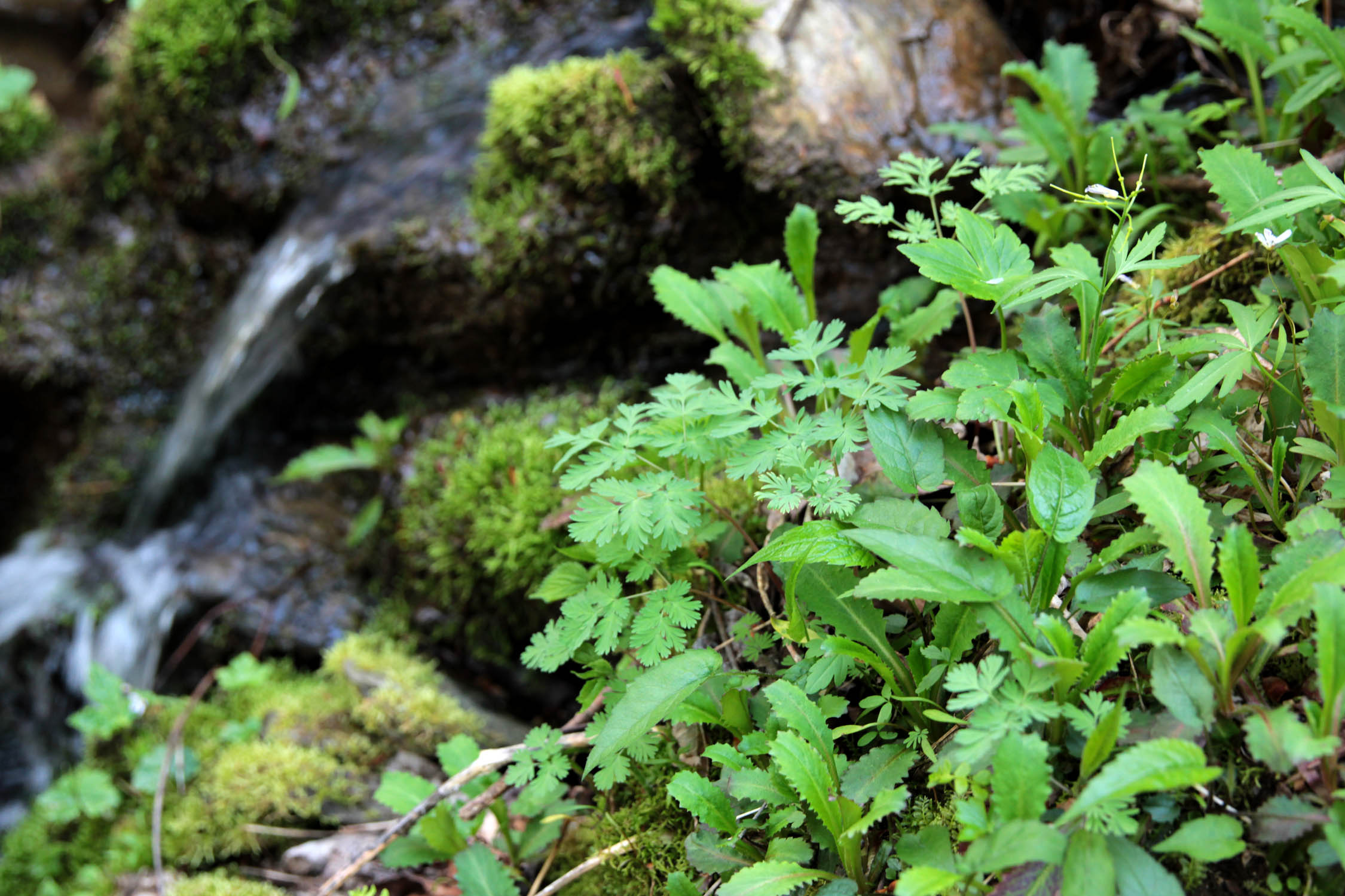 Index of /wp-content/uploads/2013/04